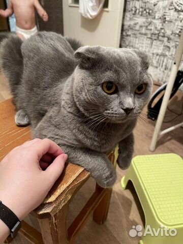 Вязка кота. Британец