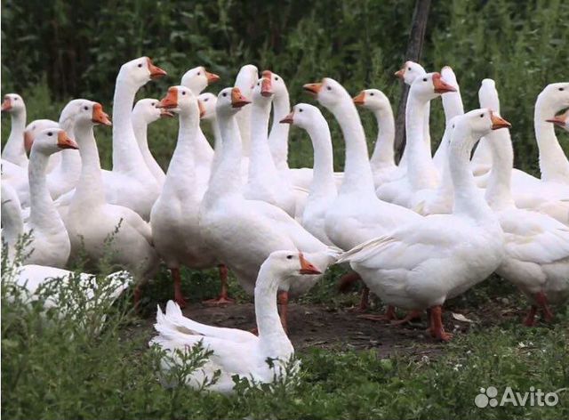 Гуси оптом