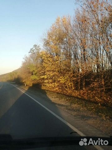 Ягнята барашки