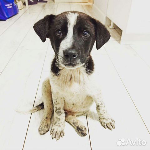 Очаровательный пацан ищет дом