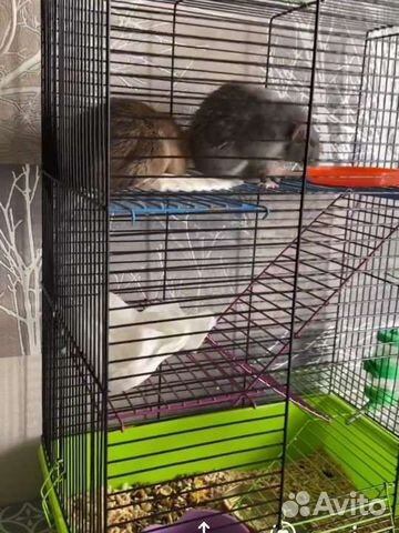 2 мальчика, крысы