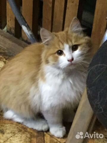 Котят хотят вывезти