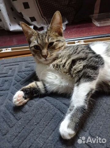 Кошечка подросток очень ласковая, ручная