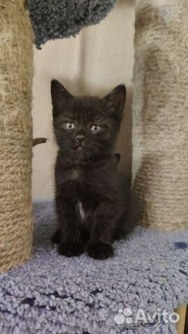 Смелый мальчик метис