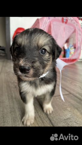 Собаки бесплатно в добрые руки щенки