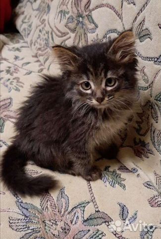 Котёнок бесплатно