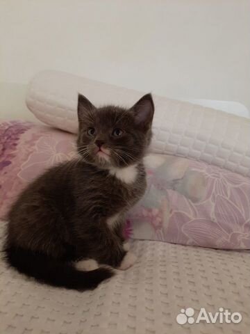 Отдаю котеек в добрые руки