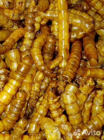 Гаммарус и мучной червь