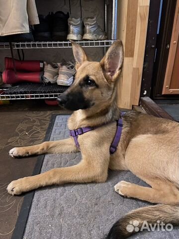 Метис овчарки малинуа