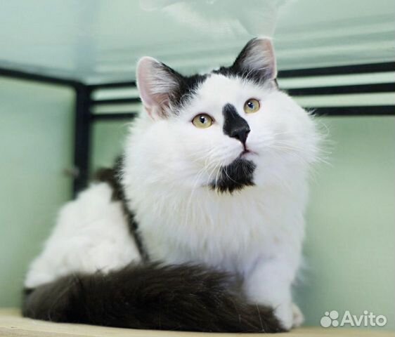 Необычный котик Сильвер 2 года в добрые руки