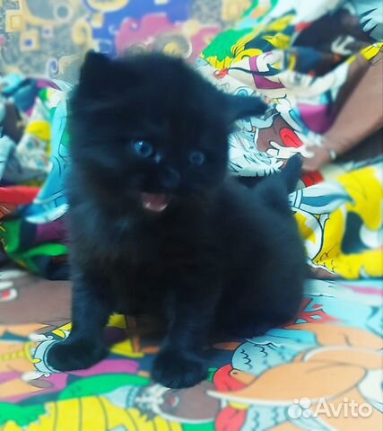 Британский котик