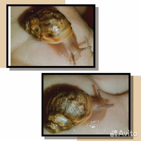 Улитки ахатины