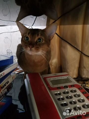 Абиссинский кот вязка