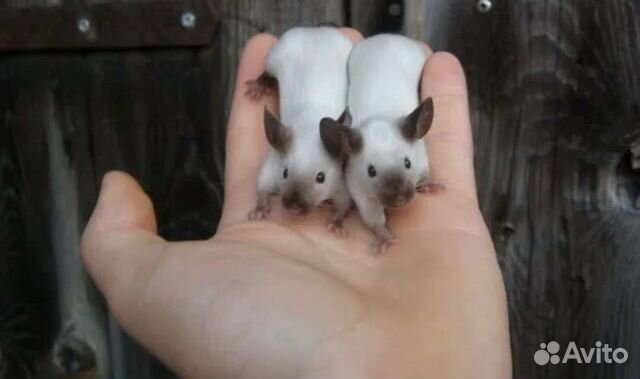 Сиамские мышки