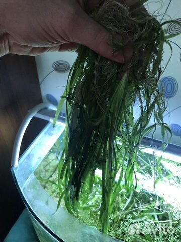 Растения в аквариум валлиснерия и лимонник