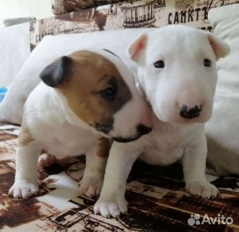 Бультерьер миниатюрный мальчик и девочка
