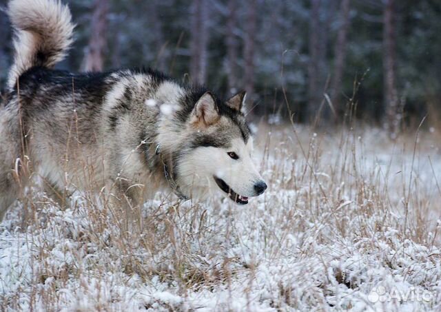 Аляскинский маламут вязка