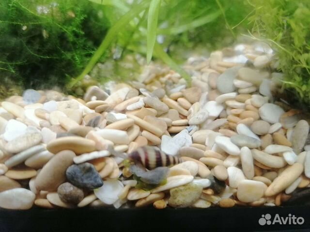 Улиточка хелена