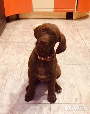 Щенок метис выжлы девочка 3,5 месяца