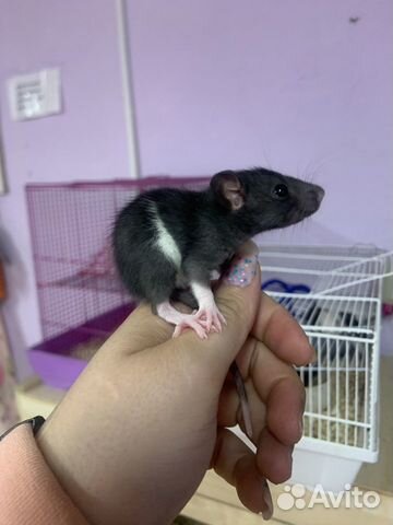 Крысята за шоколадку