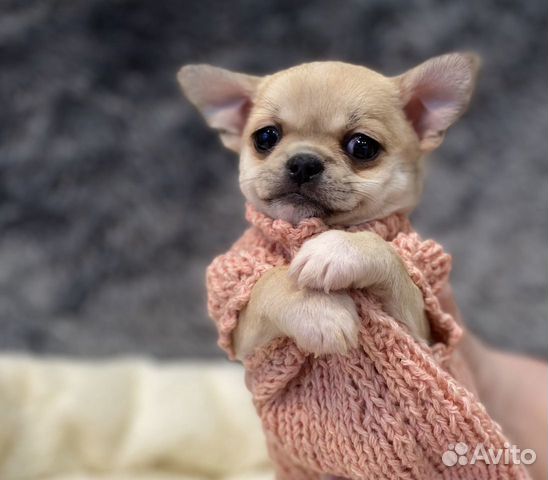 Очаровашка чихуашка