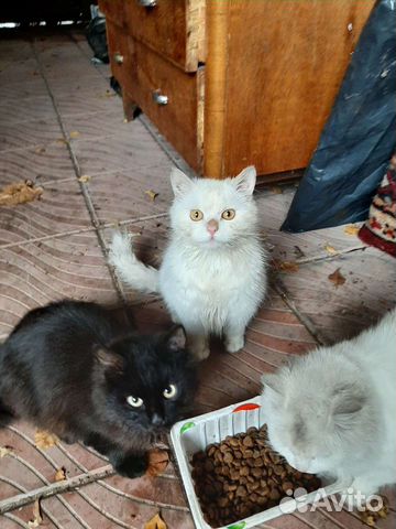 Котята в добрые руки