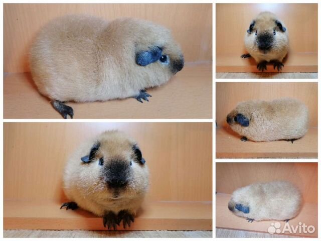 Морские свинки - тедди