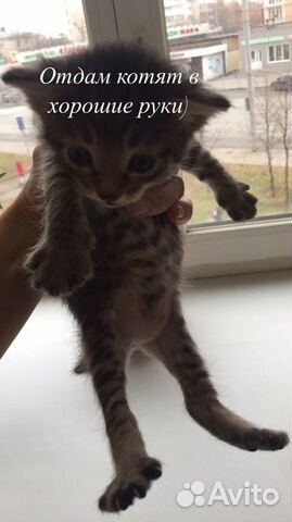 Котятка. Помесь бенгала. Бесплатно