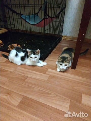 Заколдованный котёнок