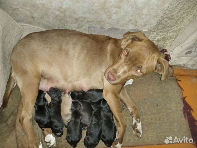 Щенки немецкой овчарки и питбуля