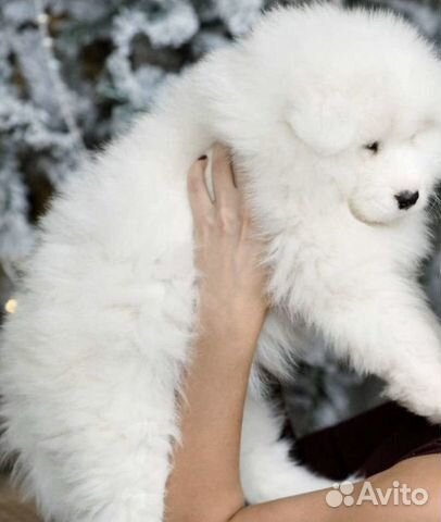 Самоедская лайка щенки