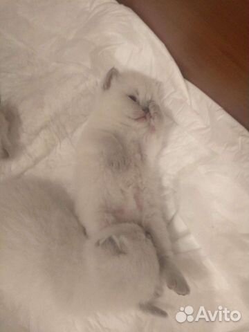 Шотландские вислоухие котята