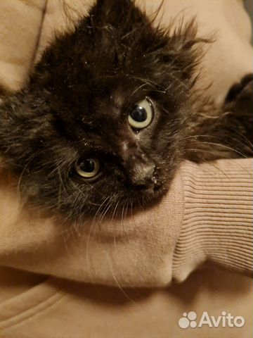 Пушистик черный комочек