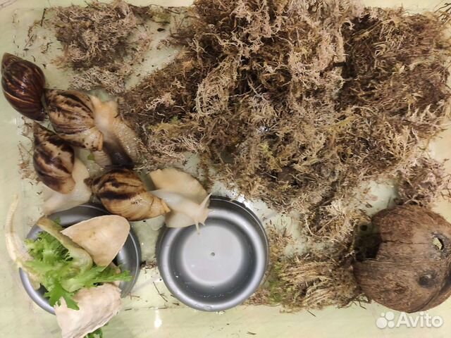 Улитки ахатины