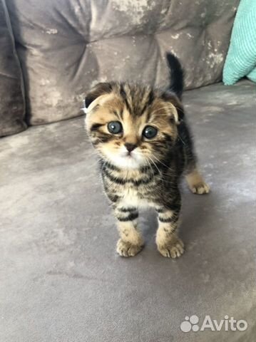 Шотладский вислоухий котик