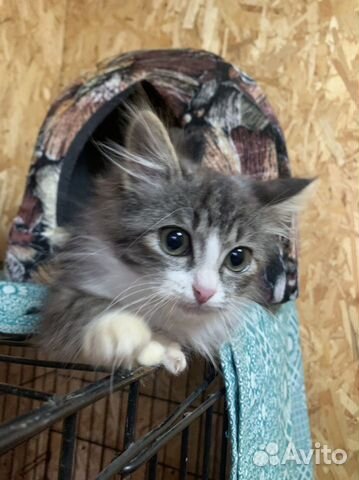 Котенок в добрые руки, в дар