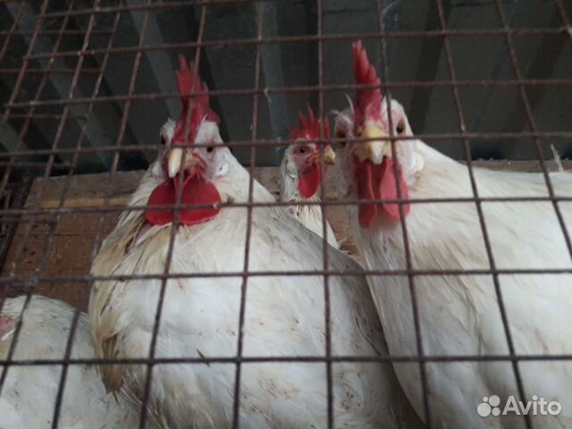 Петух леггорн