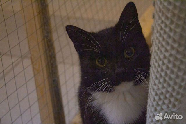 Элвис ищет дом