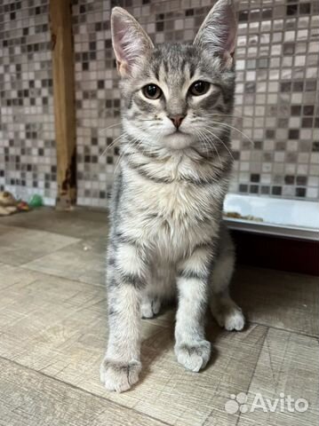 Котенок Кроша 3,5 мес