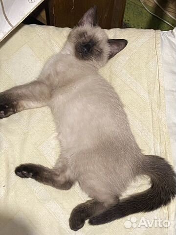Кошечка 4 мес блю поинт