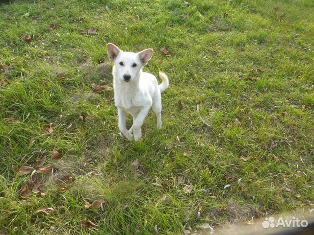 Независимая собака щенок (сука) в добрые руки