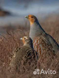 Серая куропатка