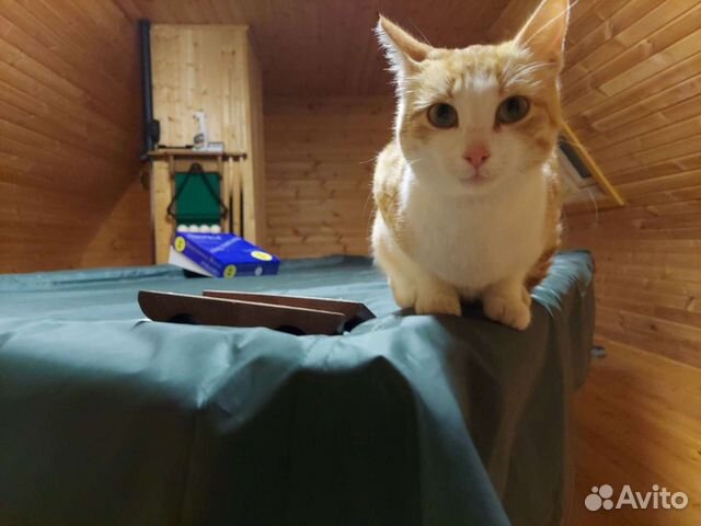 Кошка в добрые руки. Обнимательная Мартышка
