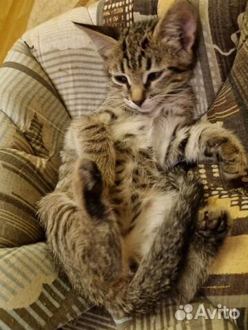 Котейка в добрые руки