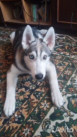 Хаски 4 месяца