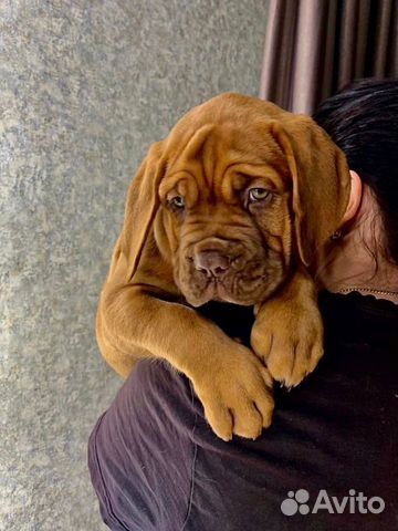 Шикарный щенок Бордоского дога