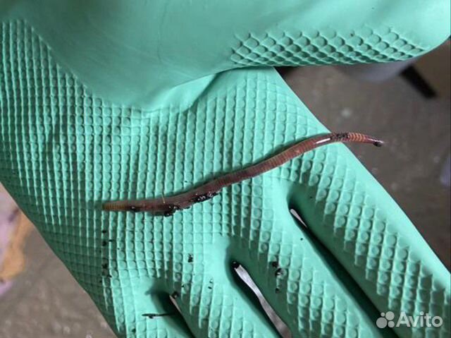 Червь дендробена