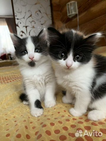 Котята в хоршие руки