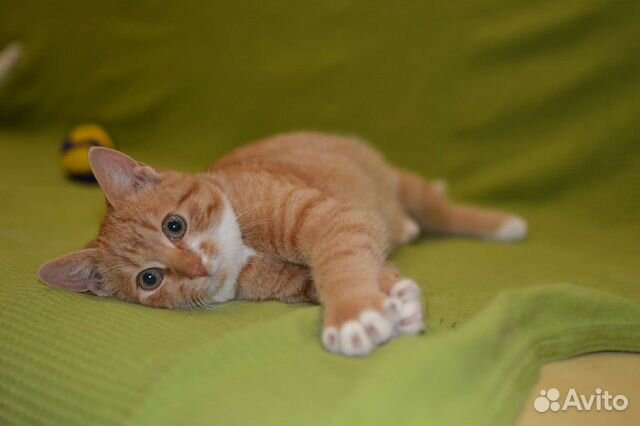 Солнечный мальчик 3,5 м