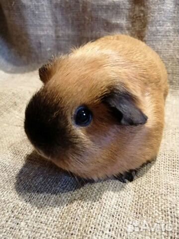 Морские свинка самочка